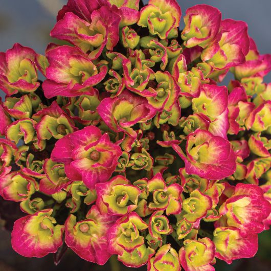 Akadama® Hydrangea | Bloomables