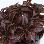 Akadama® Hydrangea | Bloomables