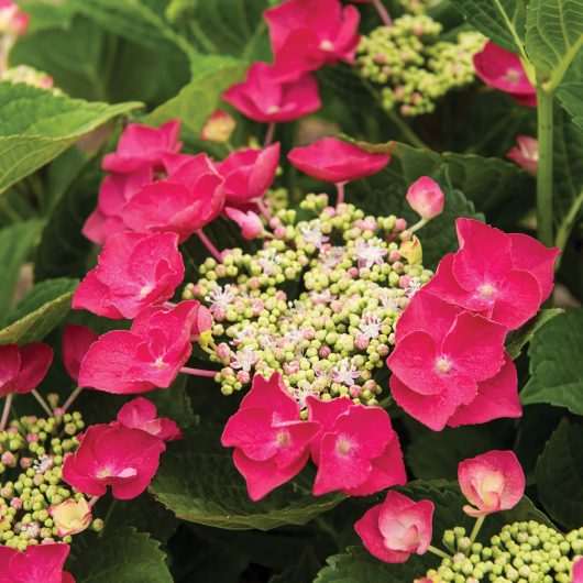 Cherry Explosion™ Hydrangea | Bloomables