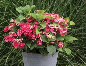 Cherry Explosion™ Hydrangea | Bloomables