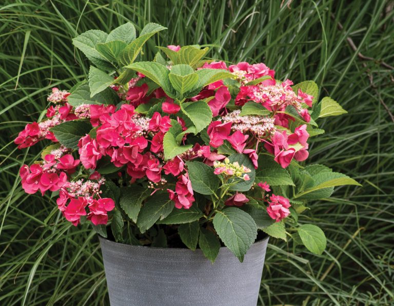 Cherry Explosion™ Hydrangea | Bloomables