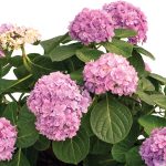 Double Down® Hydrangea | Bloomables