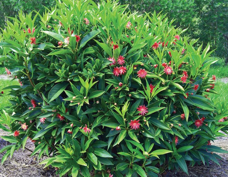 Star Flower Scorpio™ Illicium | Bloomables