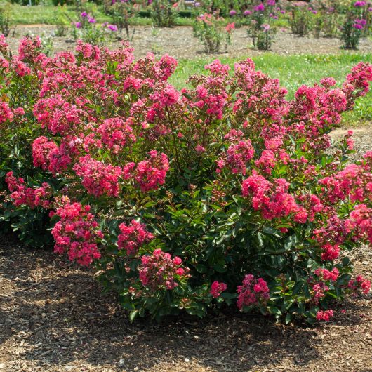 Bellini® Raspberry Lagerstroemia | Bloomables
