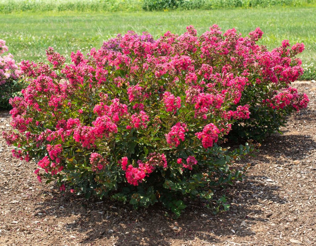 Bellini® Raspberry Lagerstroemia | Bloomables