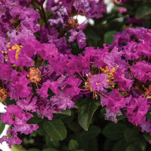 Bellini® Grape Lagerstroemia | Bloomables