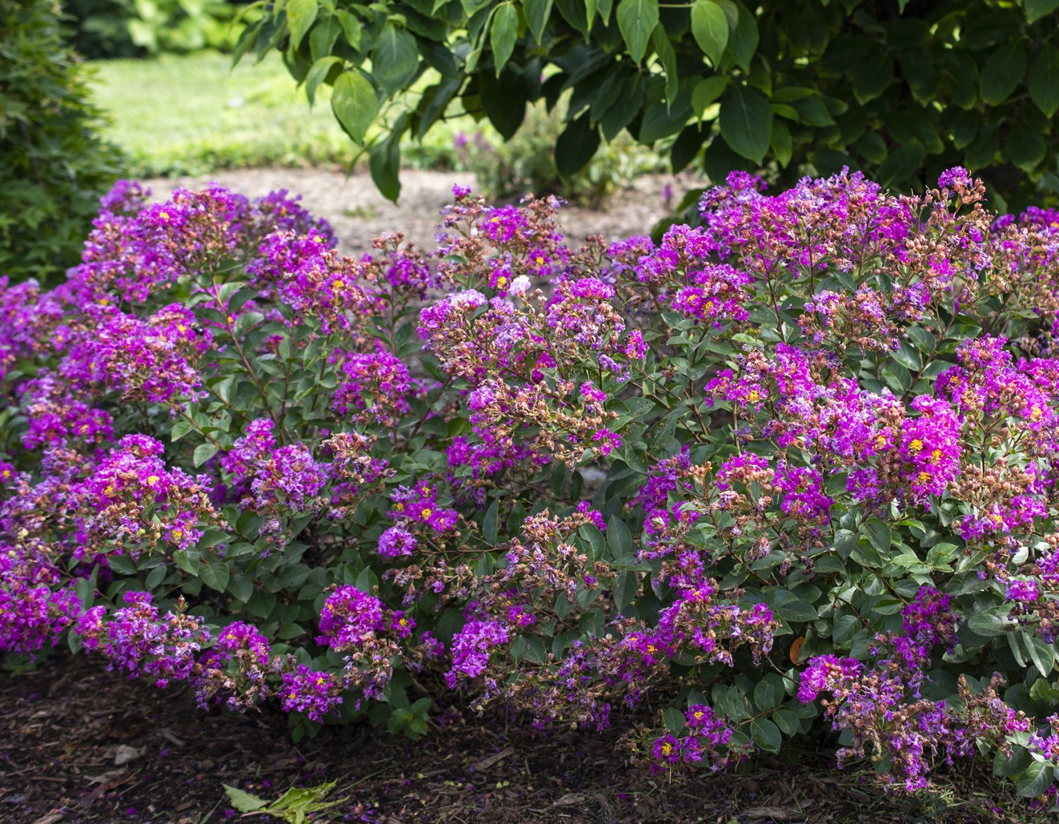 Bellini® Grape Lagerstroemia | Bloomables