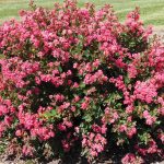 Bellini® Raspberry Lagerstroemia | Bloomables