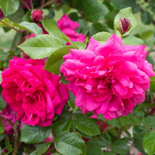 Arborose® Laguna™ | Bloomables