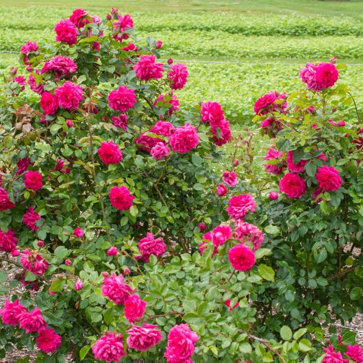 Arborose® Laguna™ | Bloomables