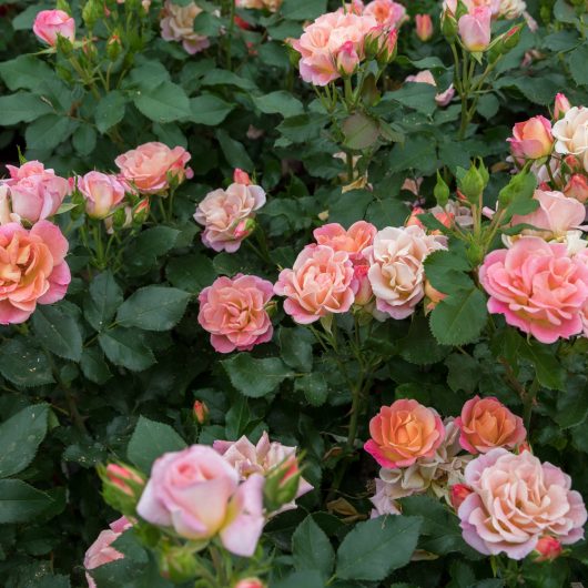 Sunblaze® Peach | Bloomables