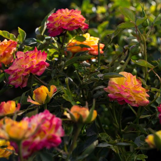 Sunblaze® Rainbow | Bloomables