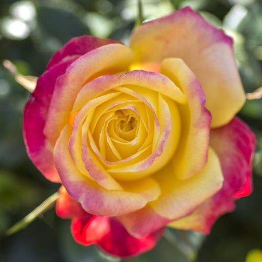 Sunblaze® Rainbow | Bloomables