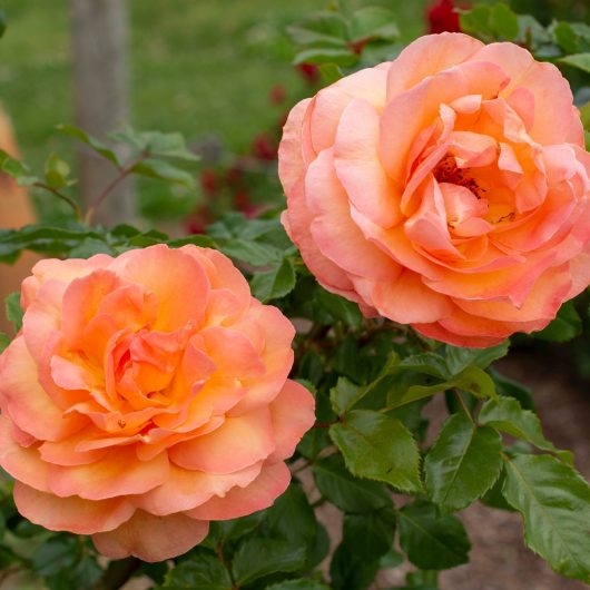 Arborose® Tangerine Skies™ | Bloomables