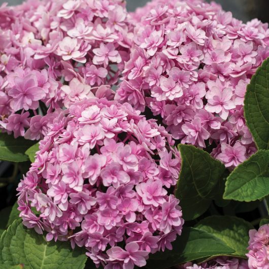 Double Down® Hydrangea | Bloomables