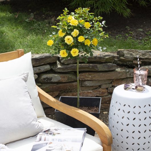 Sunblaze® Yellow | Bloomables