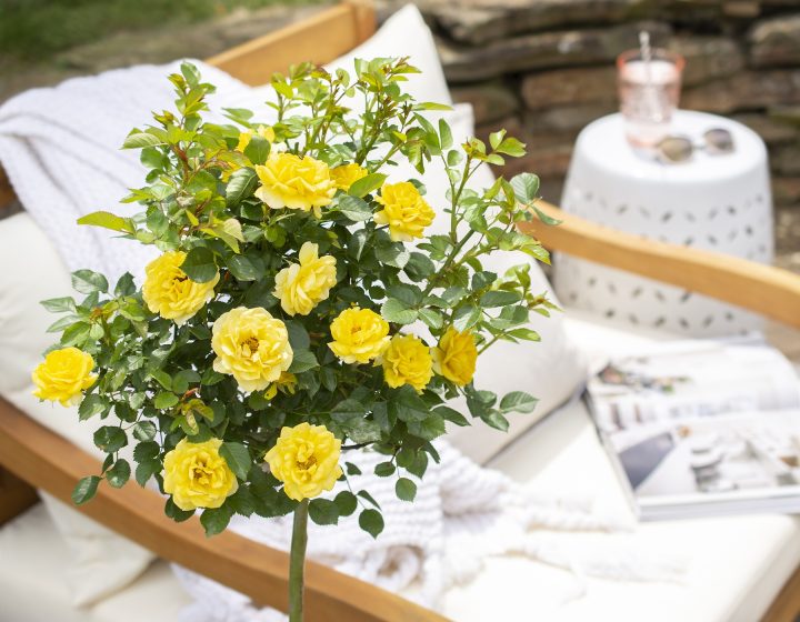 Sunblaze® Yellow | Bloomables