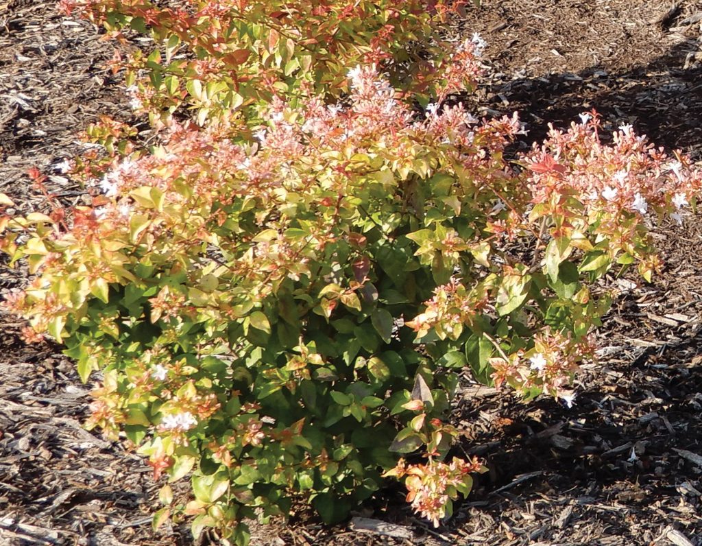 Peach Perfection® Abelia | Bloomables
