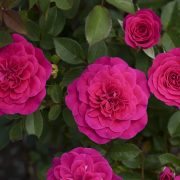 Sunblaze® Roses | Bloomables