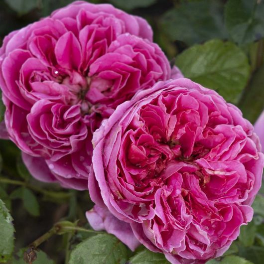 PowerPuff Pink® | Bloomables