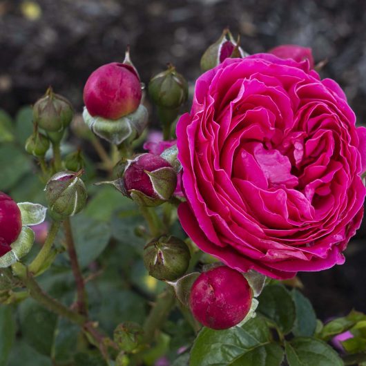 PowerPuff Pink® | Bloomables