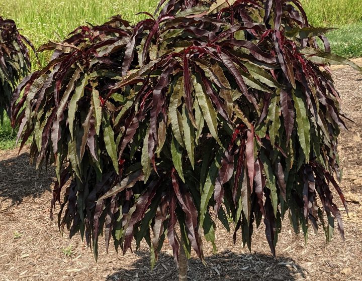 Ruby Ruffle® Patio Peach | Bloomables