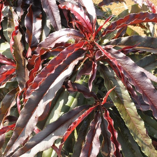 Ruby Ruffle® Patio Peach | Bloomables