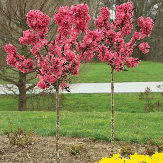 Ruby Ruffle® Patio Peach | Bloomables