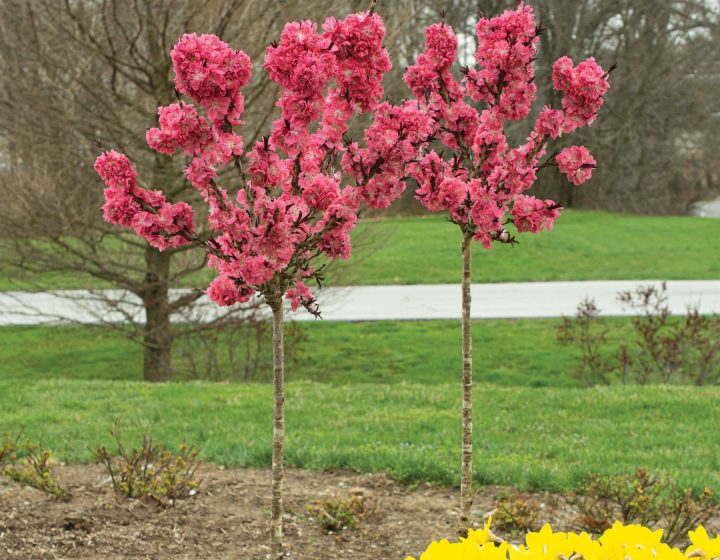 Ruby Ruffle® Patio Peach | Bloomables