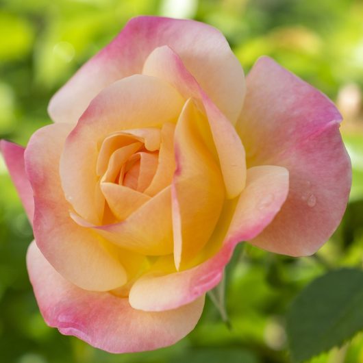 Bright & Shiny™ | Bloomables