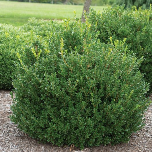 Buxus ‘Little Missy’ | Bloomables