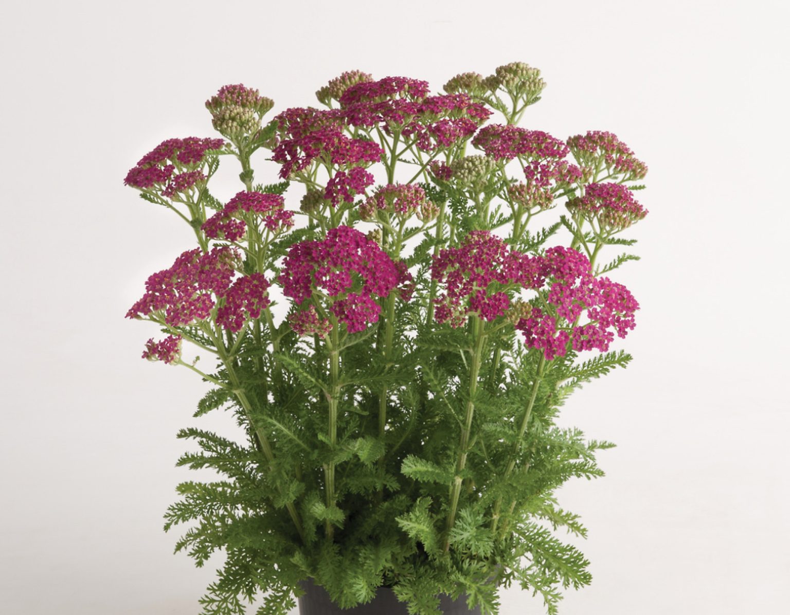 Milly Rock™ Rose Achillea | Bloomables