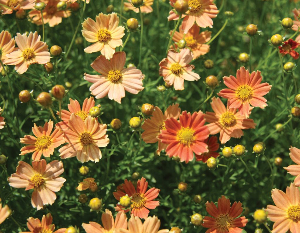 Coreopsis Crème Caramel | Bloomables