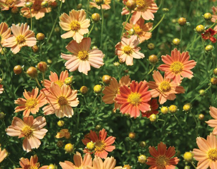 Coreopsis Crème Caramel | Bloomables