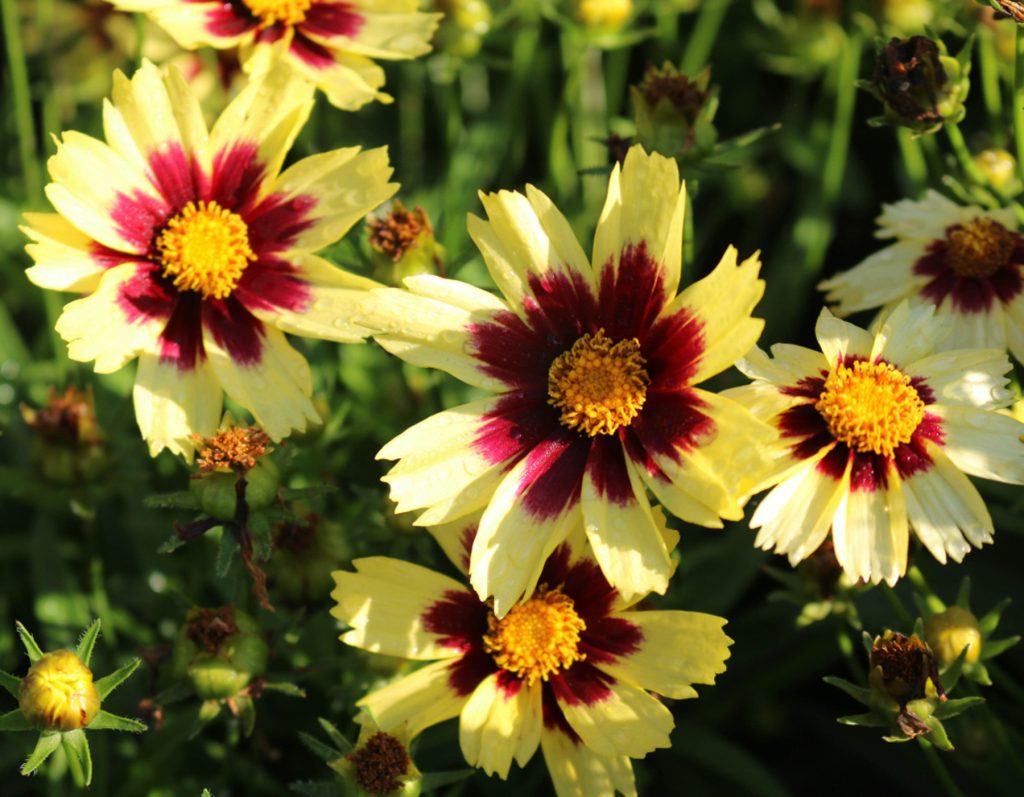 Coreopsis ‘Super Star’ | Bloomables