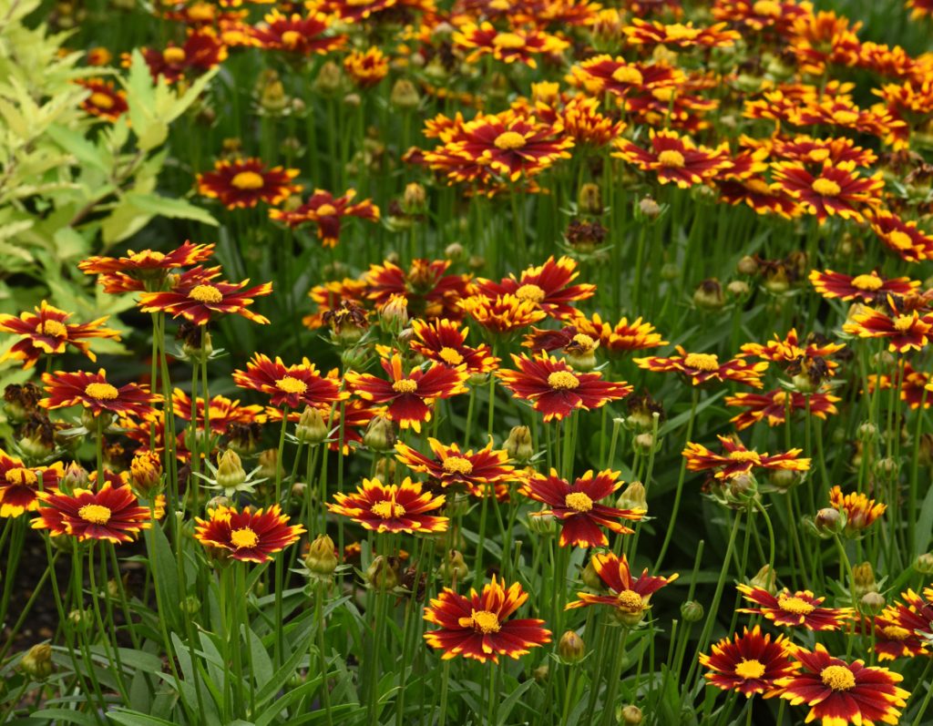 UpTick™ Red Coreopsis | Bloomables