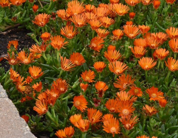 Ocean Sunset™ Orange Vibe Delosperma | Bloomables