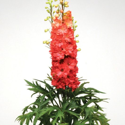 Delphinium ‘Red Lark’ | Bloomables