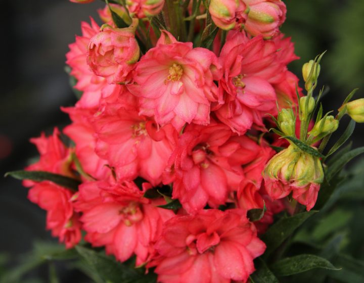 Delphinium ‘Red Lark’ | Bloomables