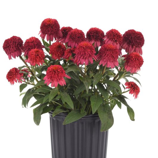 Double Scoop™ Raspberry Deluxe Echinacea | Bloomables