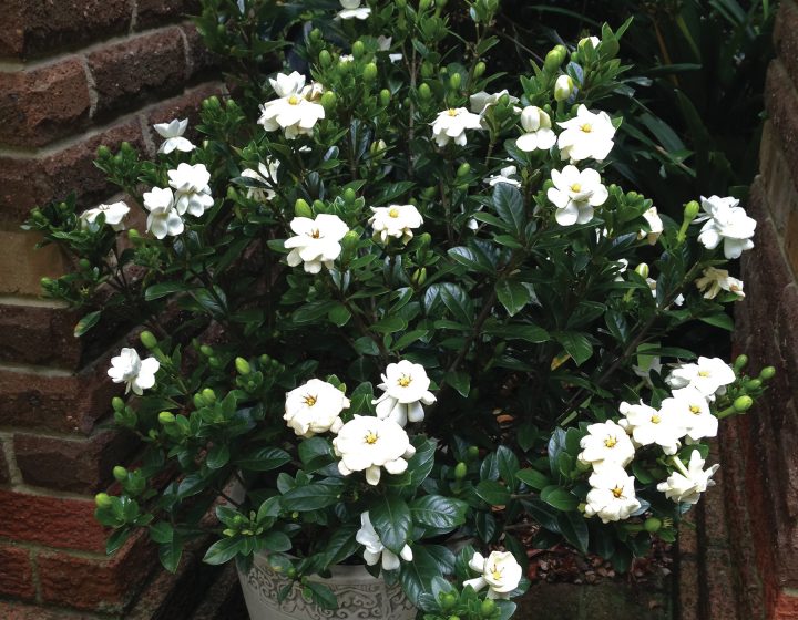 Gardenia ‘Buttons’ | Bloomables