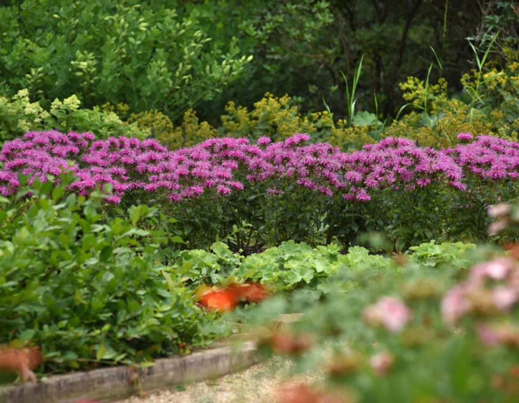 BeeMine™ Pink Monarda | Bloomables