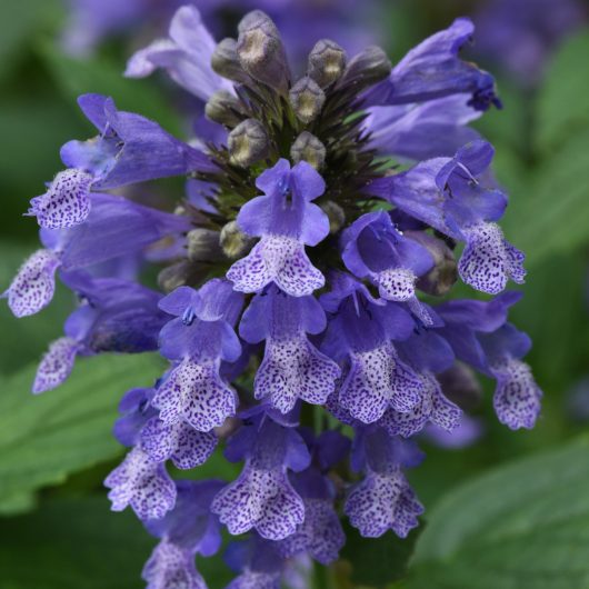 Prelude™ Blue Nepeta | Bloomables
