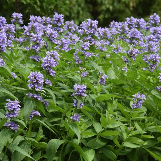 Prelude™ Blue Nepeta | Bloomables