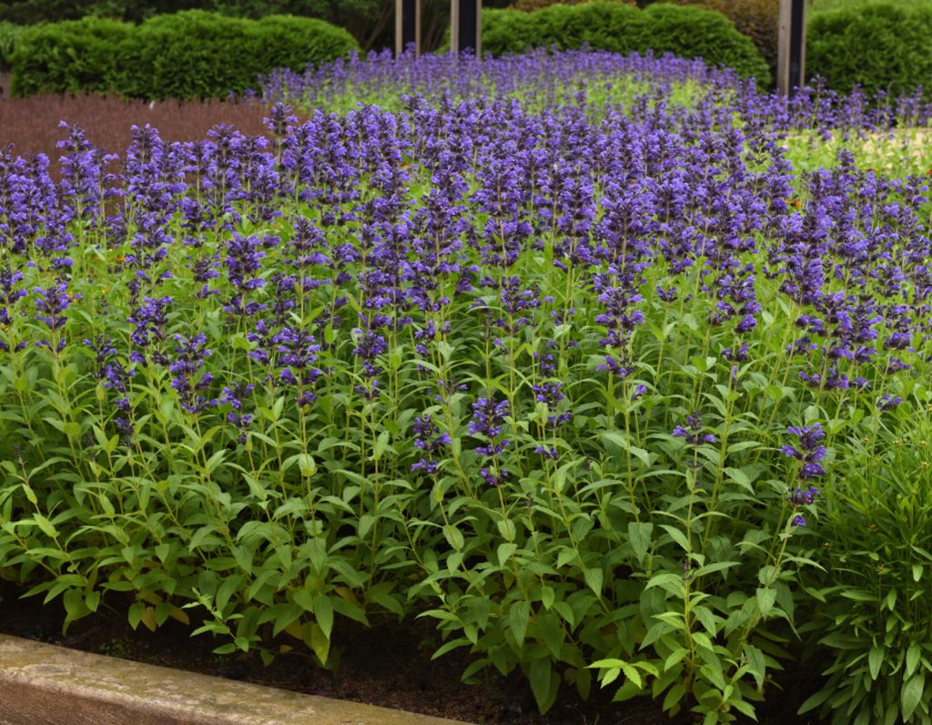 Prelude™ Purple Nepeta | Bloomables