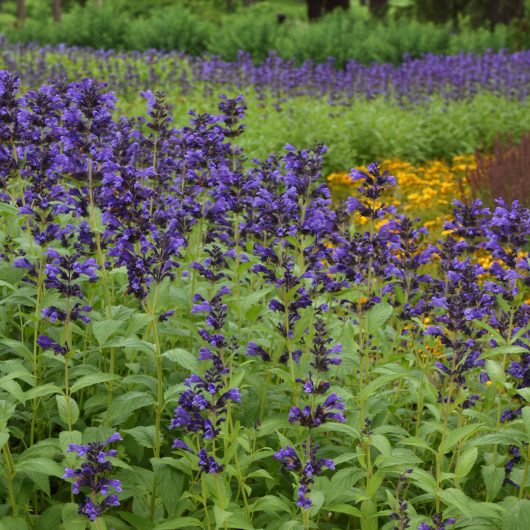Prelude™ Purple Nepeta | Bloomables