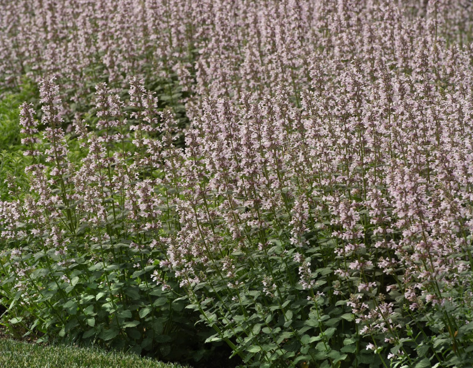 Whispurr™ Pink Nepeta | Bloomables