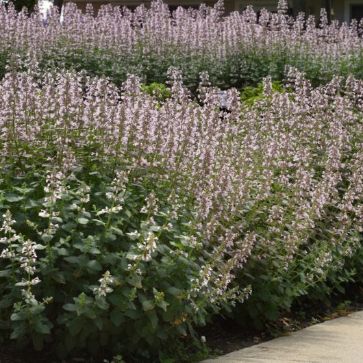 Whispurr™ Pink Nepeta | Bloomables