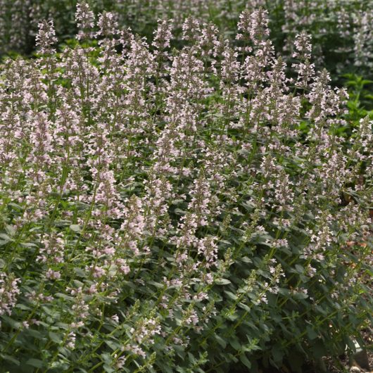 Whispurr™ Pink Nepeta | Bloomables