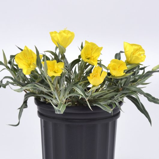 Oenothera ‘Evening Sun’ | Bloomables